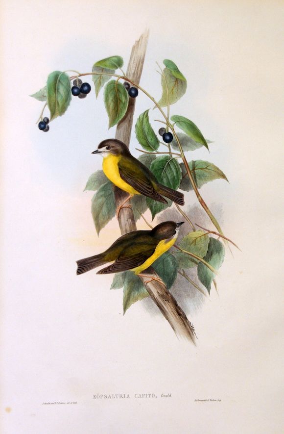 Bonhams : Large-headed Robin (Eopsaltria Capito)