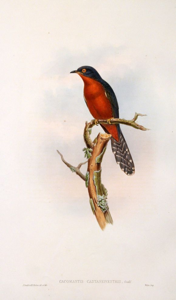 Bonhams : Chestnut-breasted Cuckoo (Cacomantis Castaneventris)