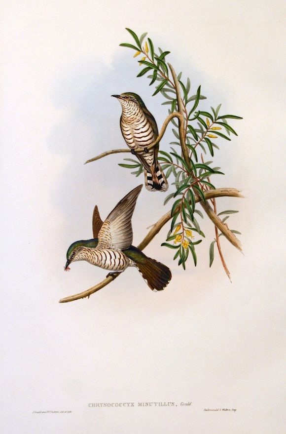 Bonhams : Little Cuckoo (Chrysococcyx Minutillus)