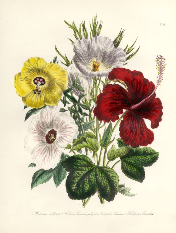 Bonhams : LOUDON (JANE WEBB) The Ladies' Flower-Garden of Ornamental ...
