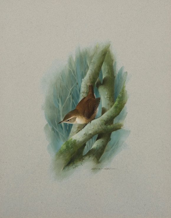 Bonhams : Raymond C Watson (British, 1935) Wren on a branch