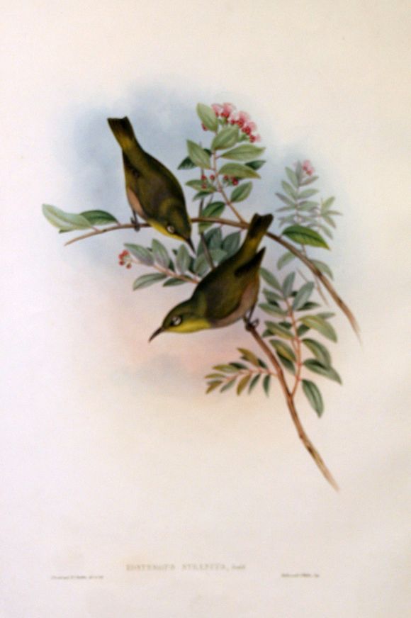 Bonhams : Robust Zosterops (Zosterops Strenuus)