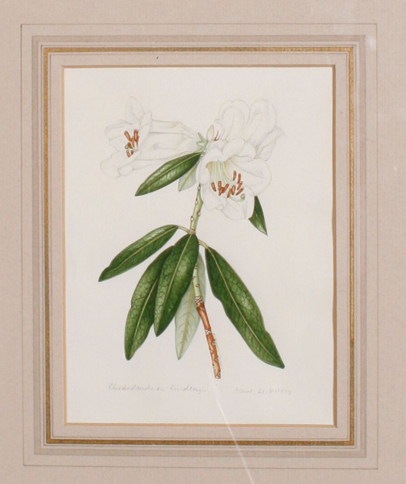 Bonhams : Margaret Elsie Stones (Australian, born 1920) Botanical study ...