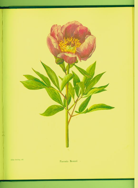Bonhams : STERN (FREDERIC CLAUDE) A Study of the Genus Paeonia. With ...