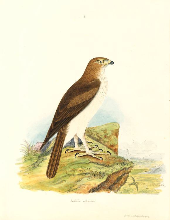 Bonhams : JERDON (THOMAS CAVERHILL) Illustrations of Indian Ornithology ...