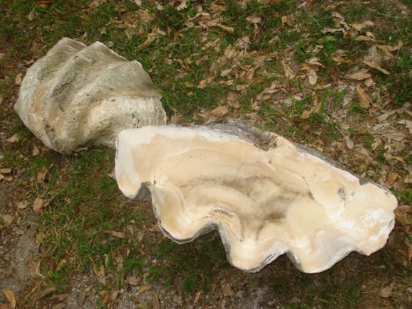 Bonhams : A pair of giant clam shells Tridacna gigas,