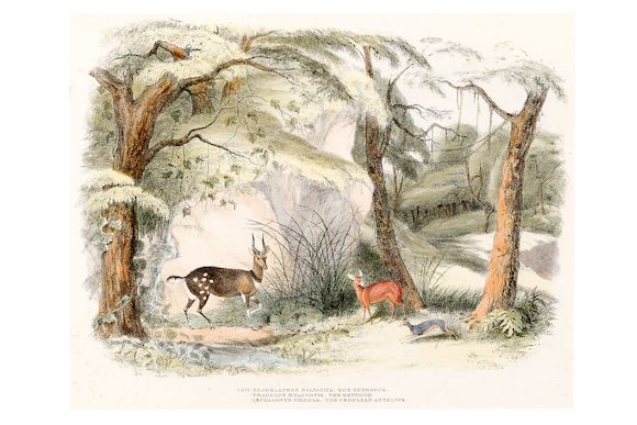 Bonhams : After W C Harris Eleven framed lithographs of native African ...