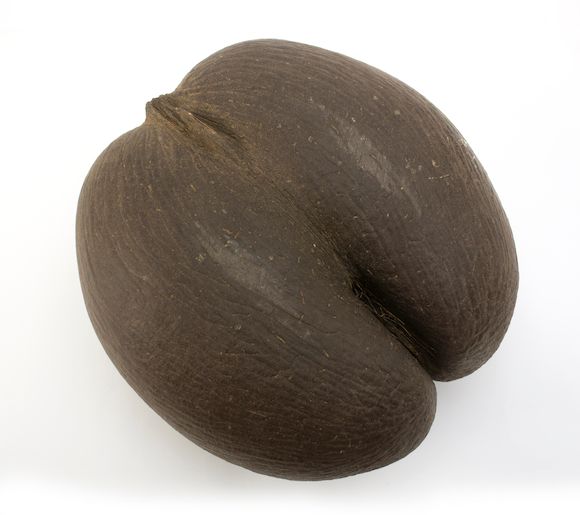 Bonhams : A 19th century Coco De Mer nut (Lodoicea maldivica)