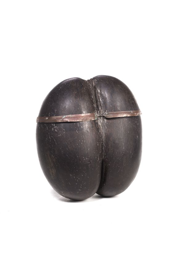 Bonhams : A Coco de Mer nut Lodoicea maldivica