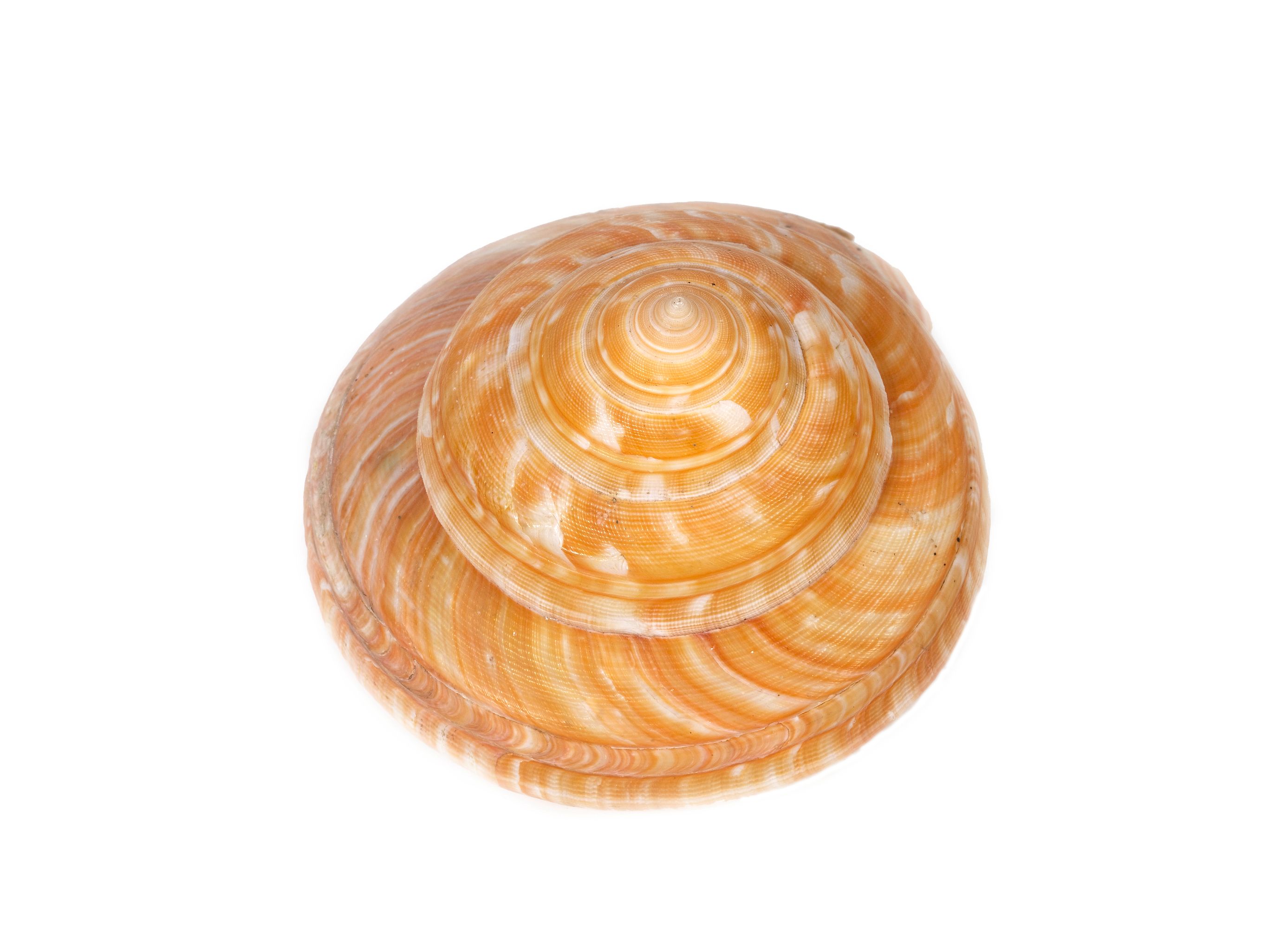 Bonhams : An Emperor's slit shell Pleurotomaria hirasei