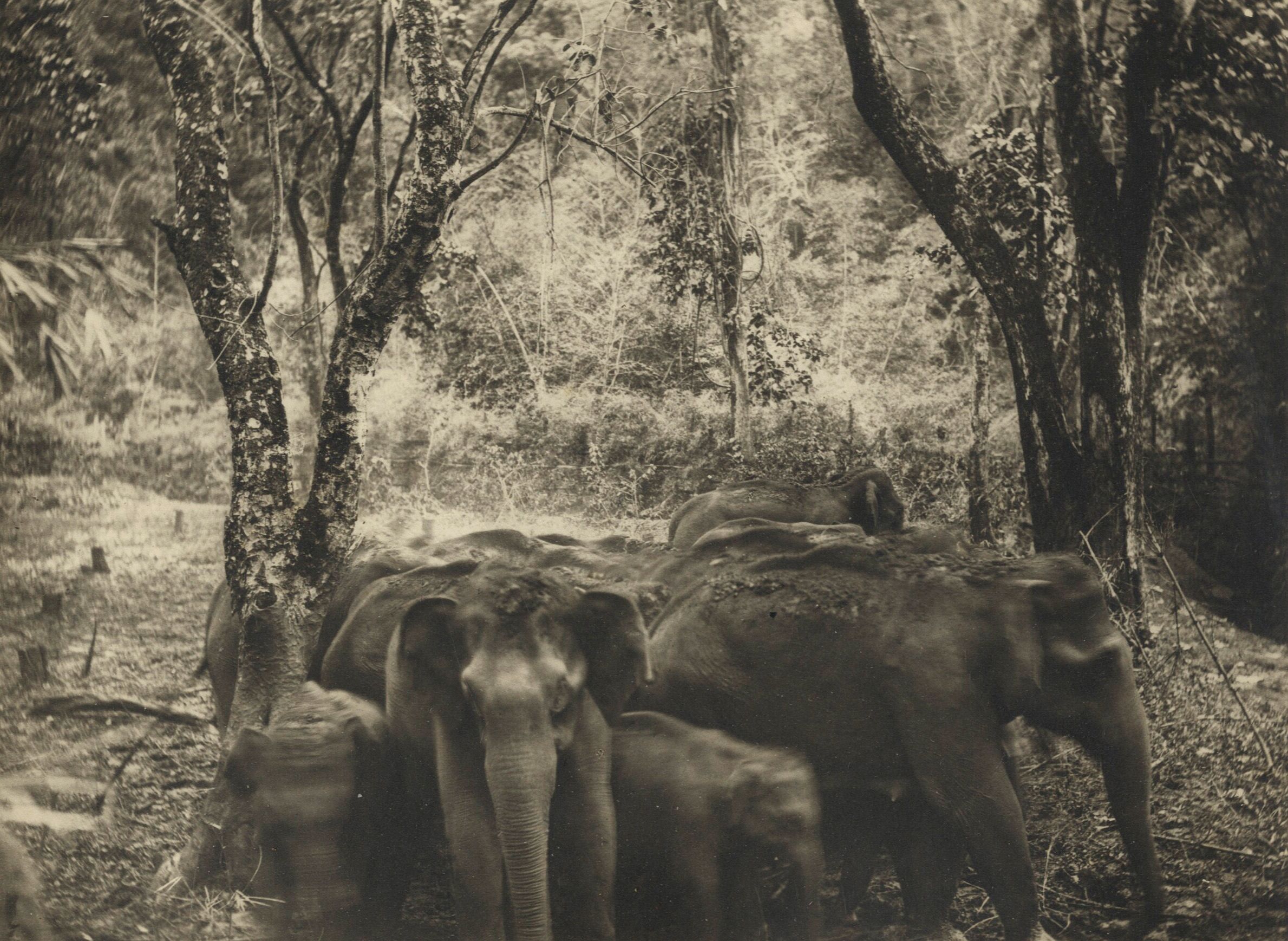 Bonhams : ELEPHANTS BROWN (C.G.) Elephant Catching in Mysore in ...
