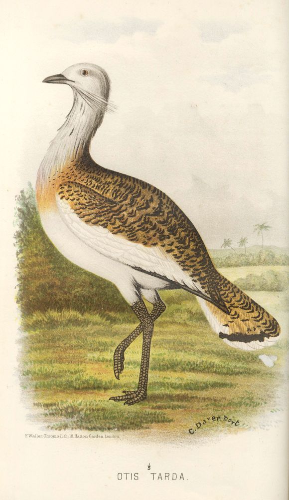 Bonhams : HUME (ALLAN OCTAVIAN) and CHARLES MARSHALL The Game Birds of ...