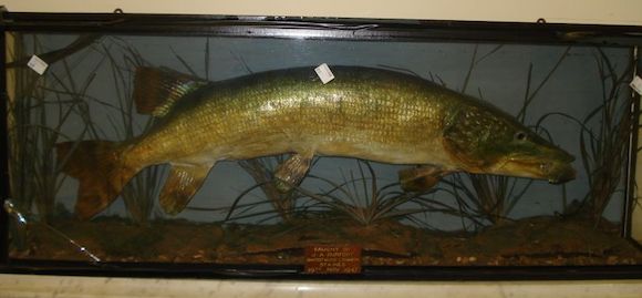 Bonhams : A stuffed Pike in a glazed case, decorated with weed ...