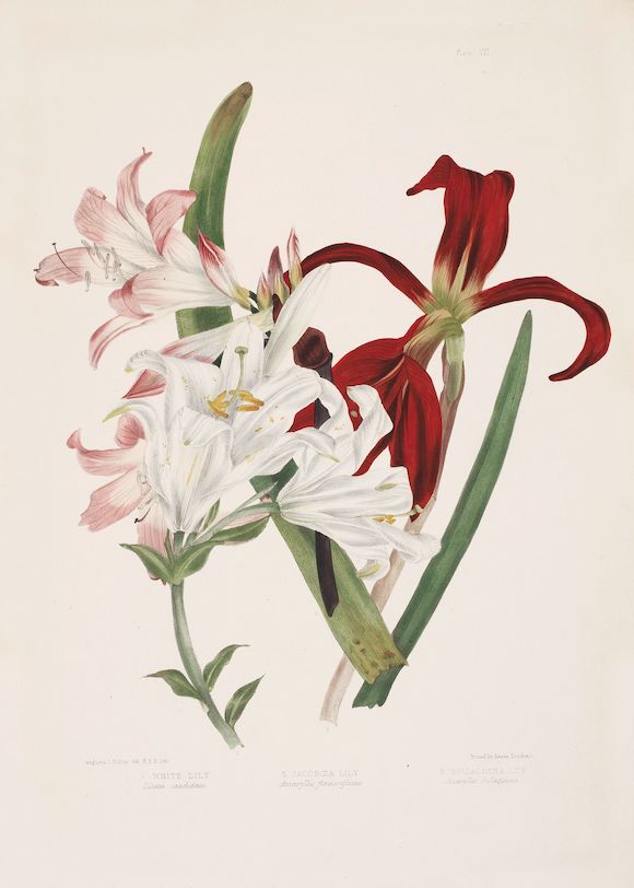 Bonhams : ROBLEY (AUGUSTA J.) A Selection of Madeira Flowers, Drawn and ...