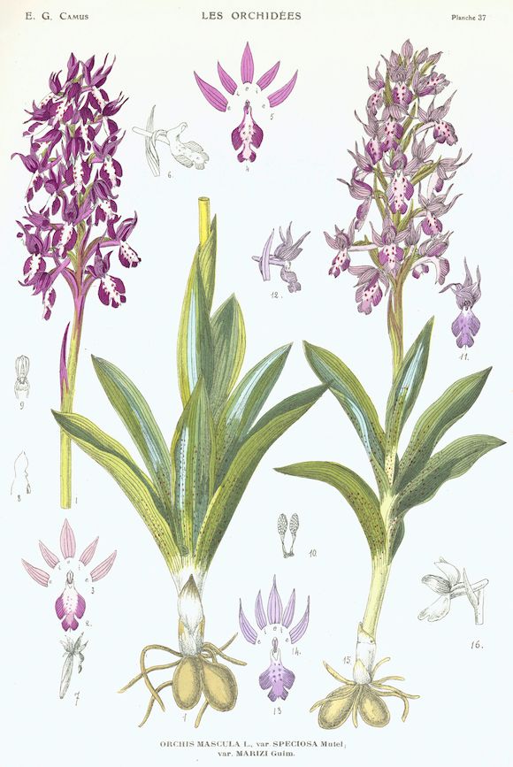 Bonhams : ORCHIDS CAMUS (EDMONDE GUSTAVE) Iconographie des orchidées d ...
