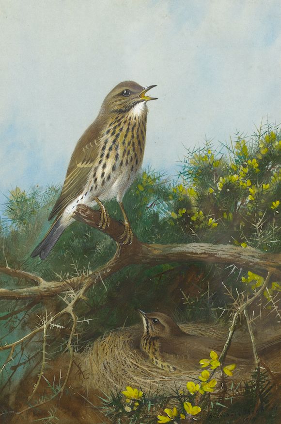 Bonhams : Archibald Thorburn (British, 1860-1935) Cock and hen Thrush