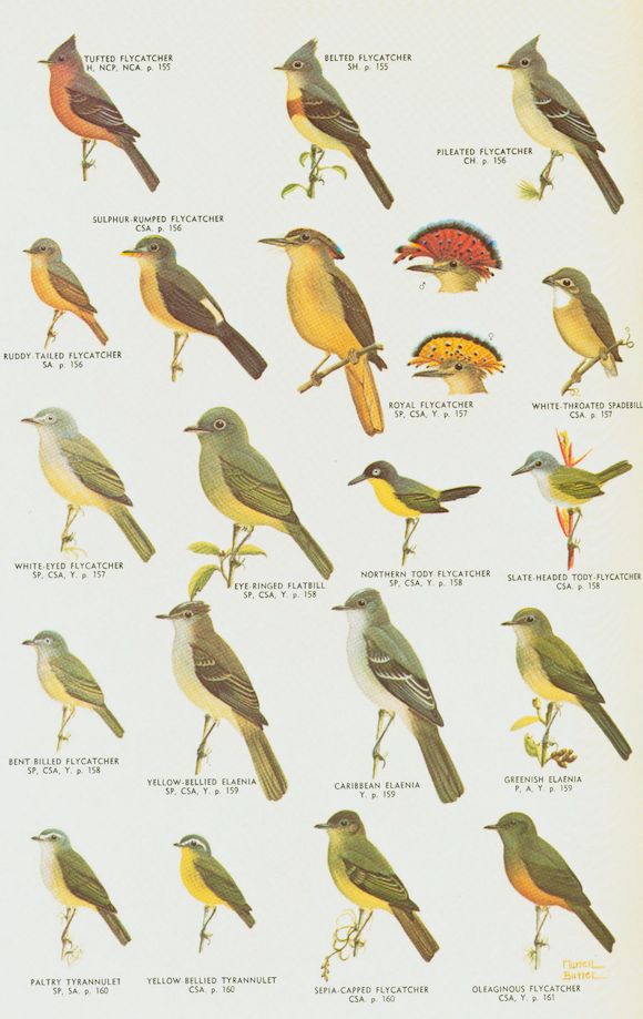 Bonhams : MURPHY (ROBERT CUSHMAN) Bird Islands of Peru, 1925; and ...