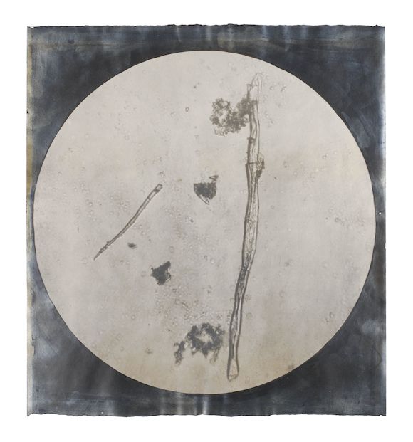 Bonhams : HAEMATOLOGY Three images of diseased cells, one example being ...