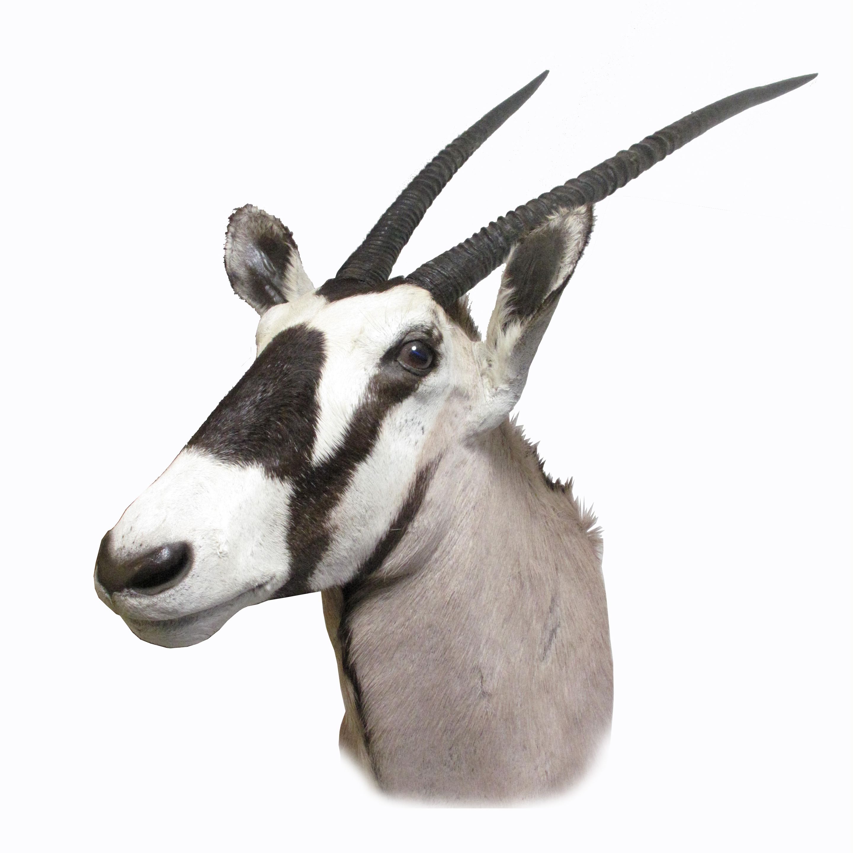 Bonhams : An Oryx head