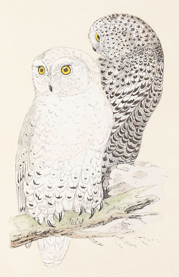 Bonhams : MORRIS (FRANCIS ORPEN) A History of British Birds, 6 vol.