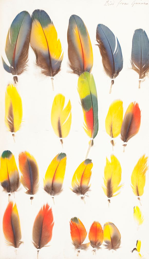 Bonhams : ALBUM OF FEATHER SPECIMENS "Collection of Feathers of Foreign ...