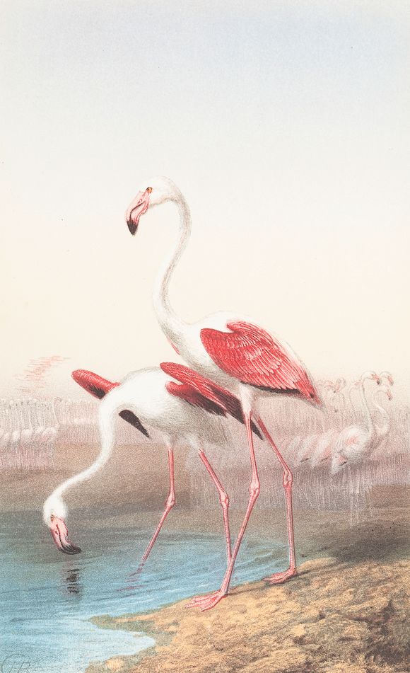 Bonhams : BAINES (THOMAS) Explorations in South-West Africa being an ...