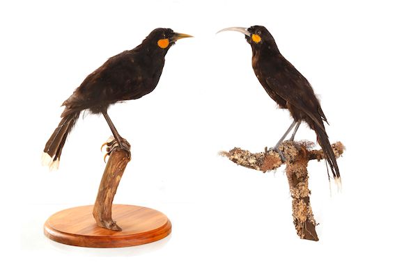 Bonhams : A pair of extinct male and female huia