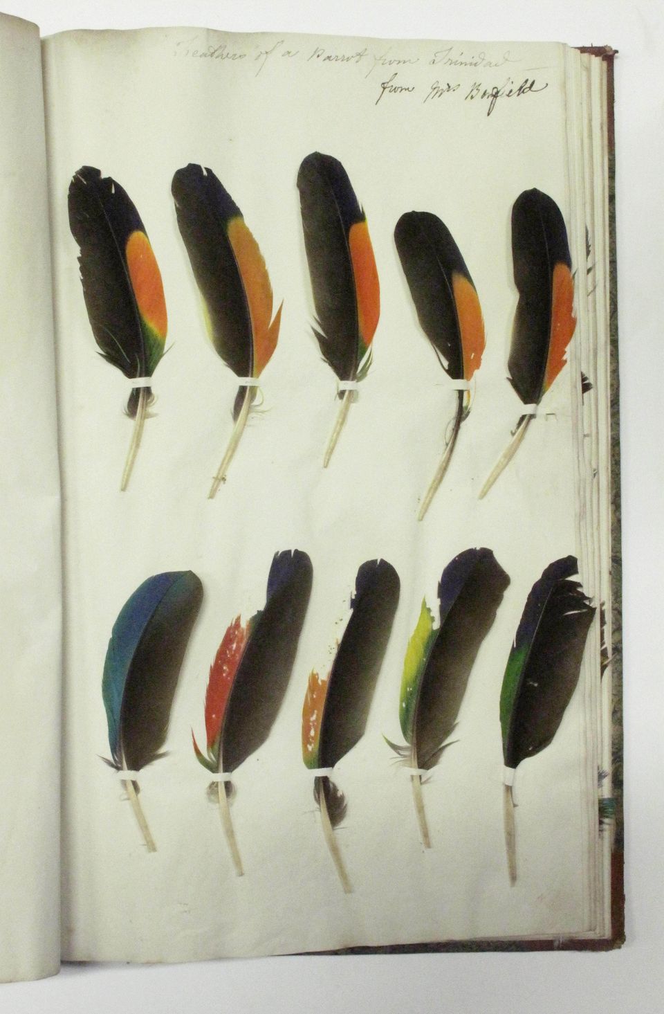 Bonhams : ALBUM OF FEATHER SPECIMENS "Collection of Feathers of Foreign ...