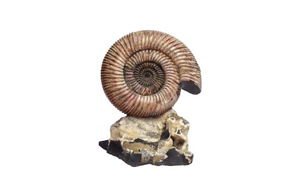 Bonhams : A rare and decorative pink ammonite,