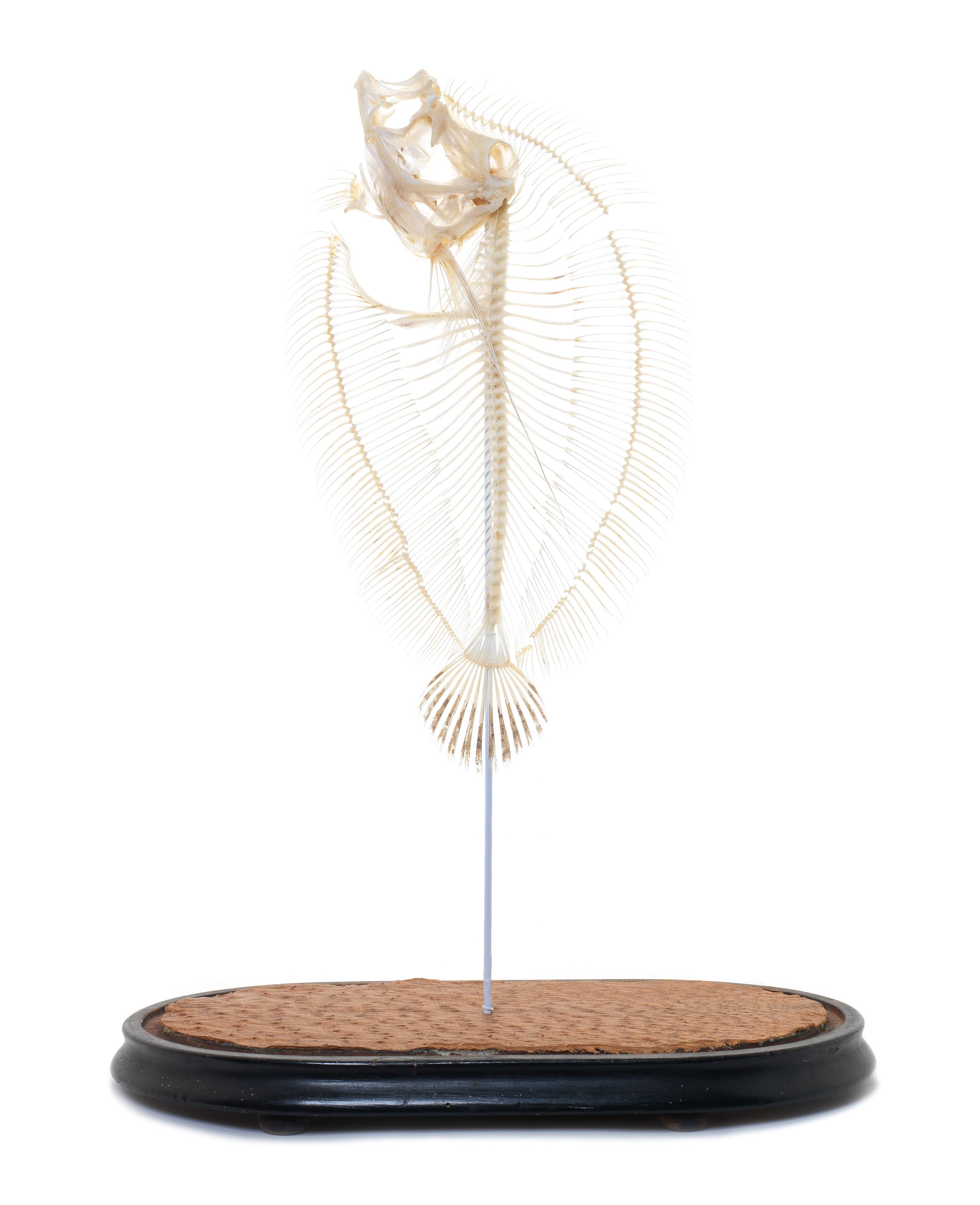 Bonhams : The skeleton of a Peacock Flounder (Bothus Mancus),