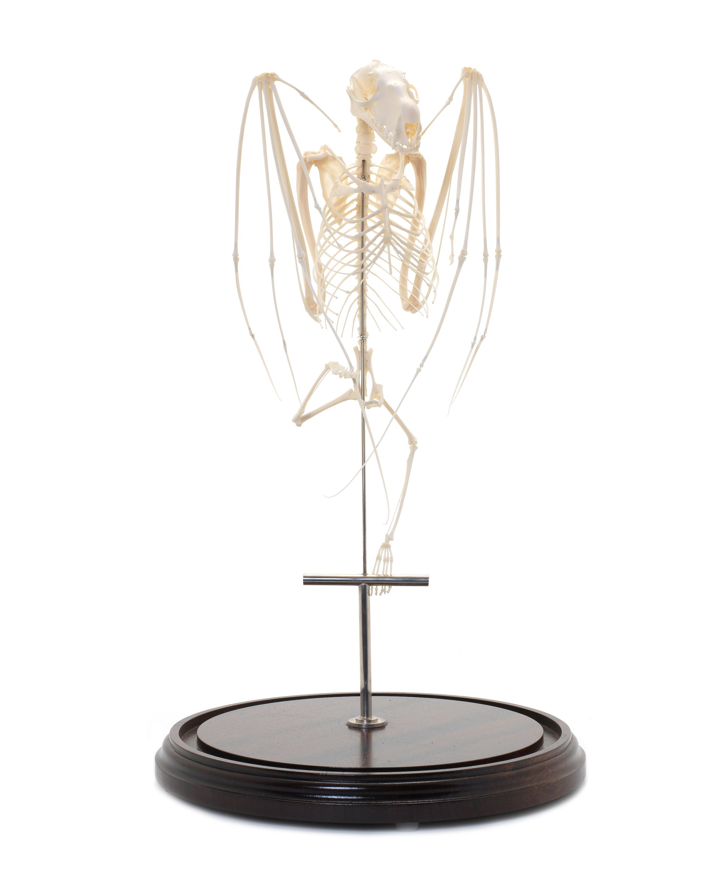 Bonhams : The skeleton of a Hammerhead Fruit bat (Hypsignathus monstrosus),