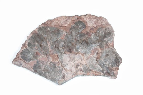 Bonhams : An exceptionally detailed Seaphoncrinites Crinoid bed,