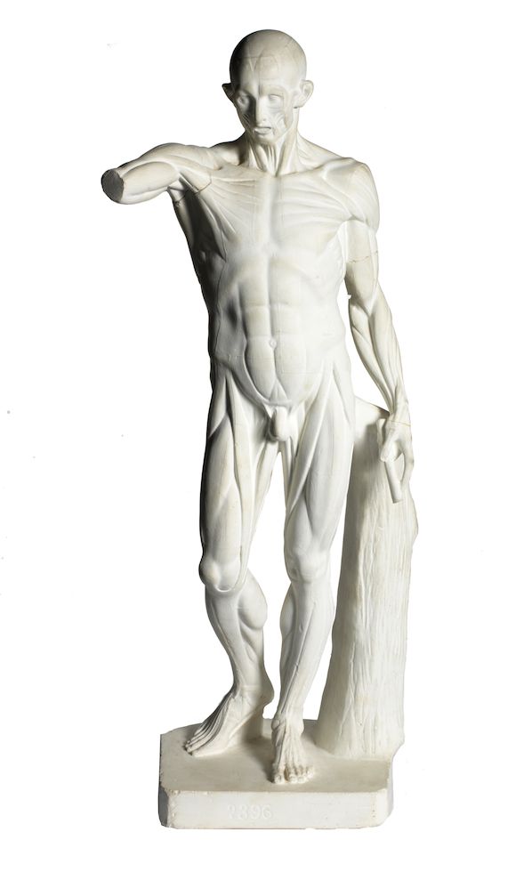 Bonhams : A white plaster Écorché figure, 20th century,