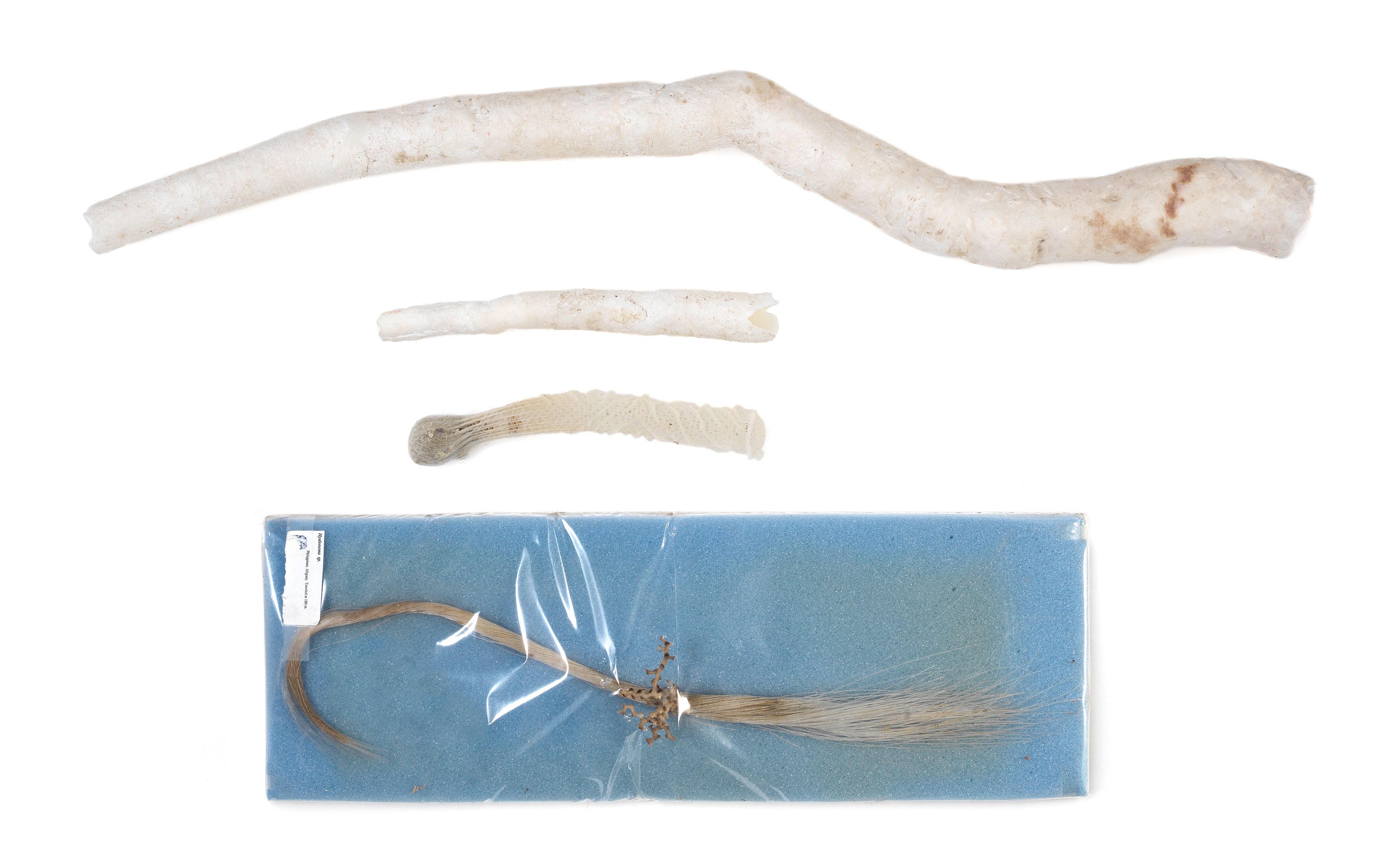 Bonhams : A Venus Flower Basket specimen(Euplectella aspergillum) and ...