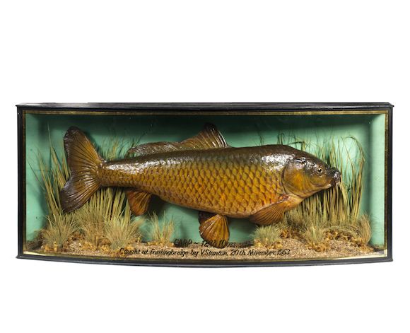 Bonhams : A 12lb.10ozs mounted and cased carp,