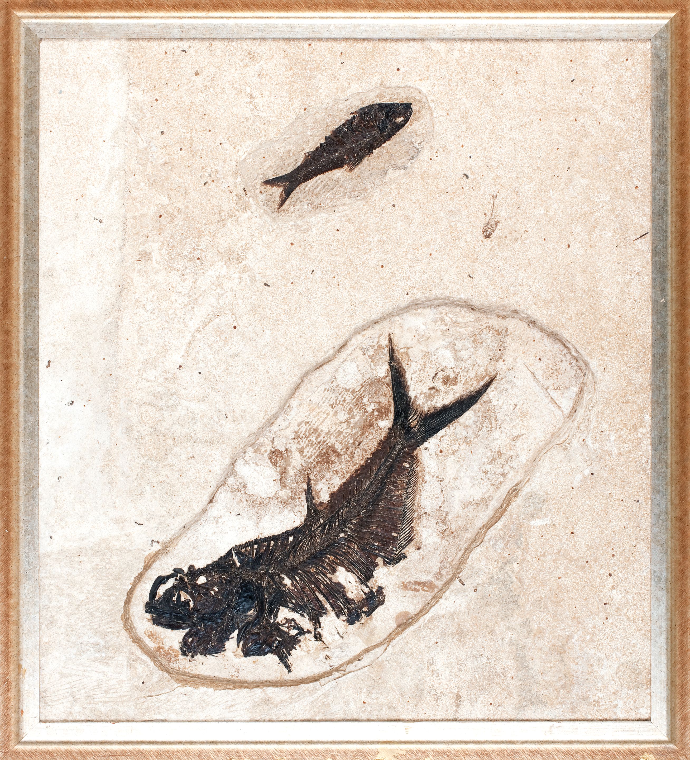 Bonhams : Three Fish Fossils Preserved in Limestone Matrix, (green ...