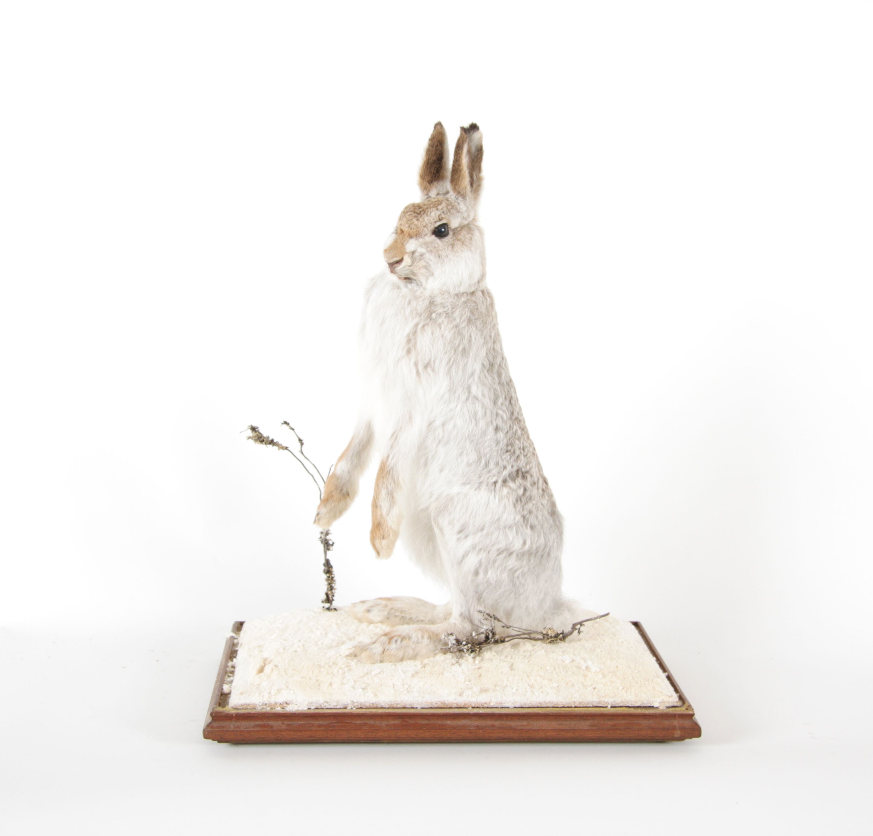 Bonhams : A taxidermy blue hareBy George Jamieson, Cramond