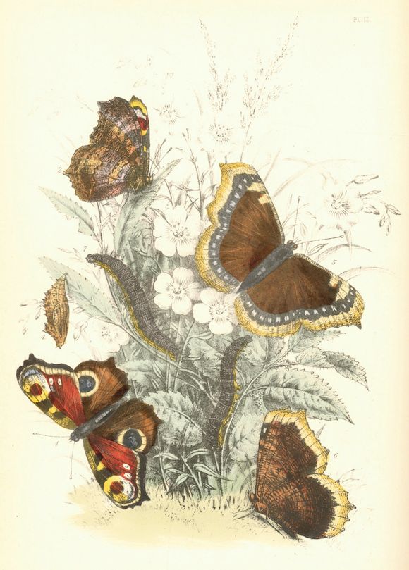 Bonhams : HUMPHREYS (HENRY NOEL) The Genera and Species of British ...
