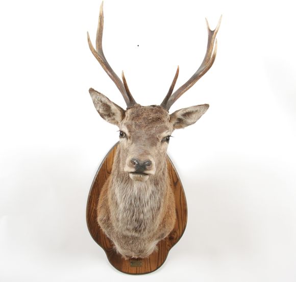 Bonhams : Three shoulder-mounted red deer stag's heads