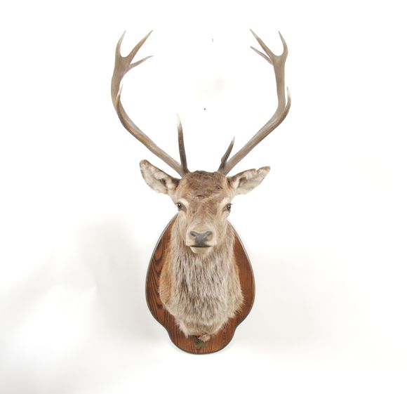 Bonhams : Three shoulder-mounted red deer stag's heads