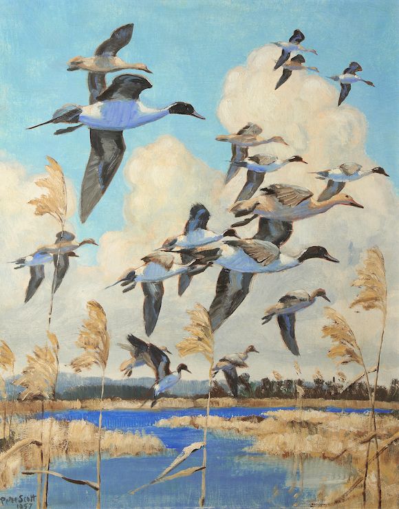 Bonhams : Sir Peter Scott (British, 1909-1989) Pintails piling in