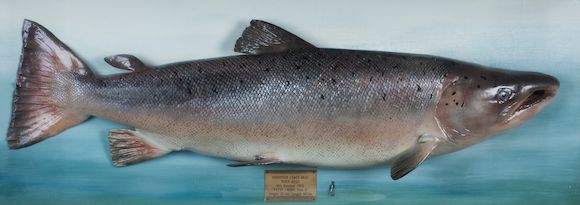 Bonhams : A cased 30lb salmon