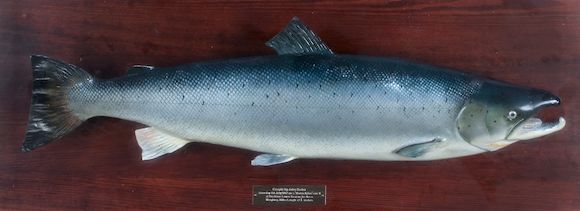 Bonhams : A cased 30lb salmon