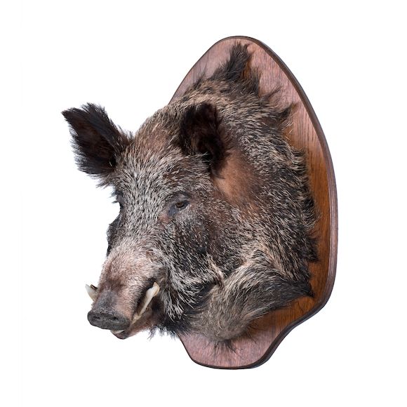 Bonhams : A wild boar headOf German origin