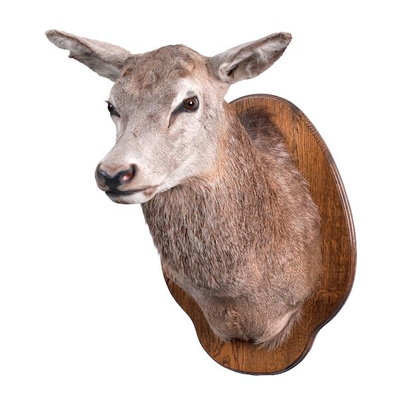 Bonhams : A large and exceptionally rare hummel red deer stag's headOf ...