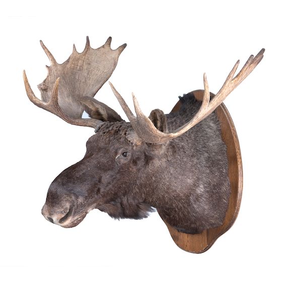 Bonhams : A large and impressive Scandinavian moose (Eurasian elk) head