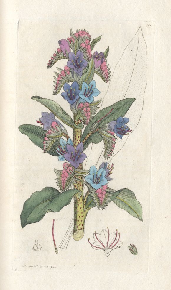 Bonhams : SOWERBY (JAMES) English Botany; or, Coloured Figures of ...