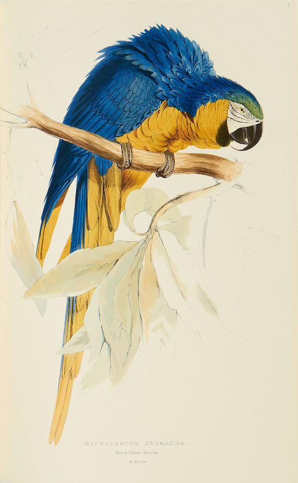 Bonhams : LEAR (EDWARD) Illustrations of the Family of Psittacidae, or ...