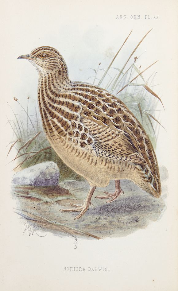 Bonhams : SCLATER (PHILIP LUTLEY) and W.H. HUDSON Argentine Ornithology ...