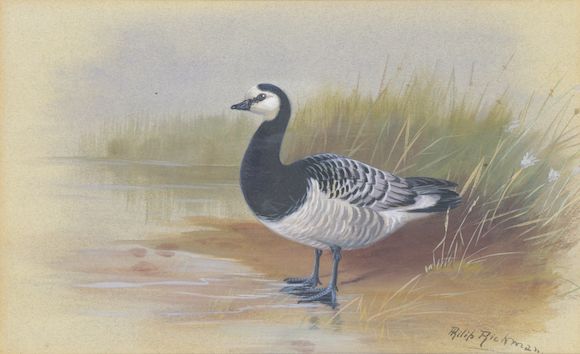 Bonhams : RICKMAN (PHILIP) Bird Paintings and Sketches, NUMBER 210 OF ...